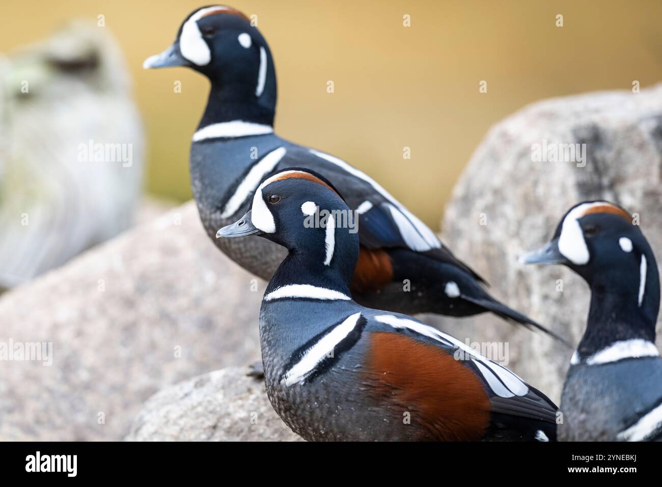 Harlequin duck, alaska hi-res stock photography and images - Alamy
