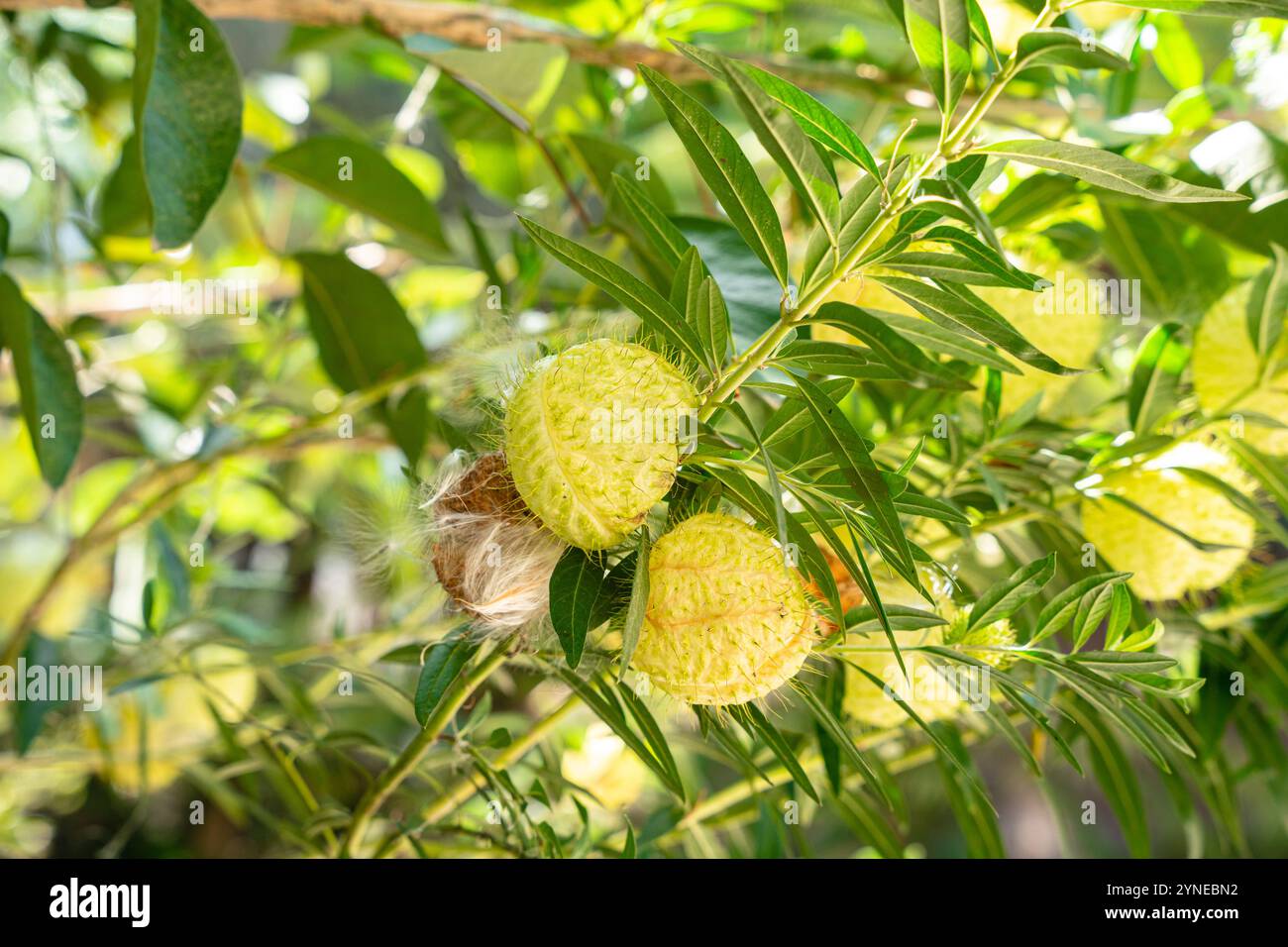 Gomphocarpus physocarpus, commonly known as hairy balls, balloonplant ...