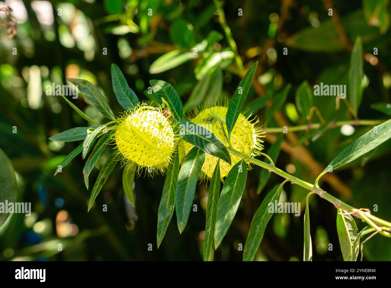 Gomphocarpus physocarpus, commonly known as hairy balls, balloonplant ...
