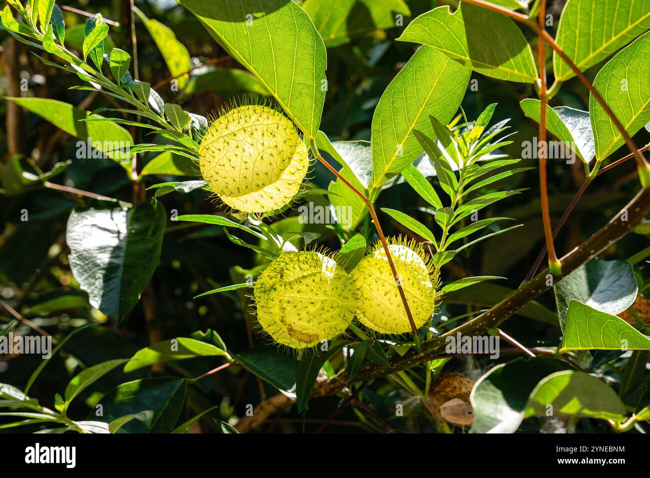 Gomphocarpus physocarpus, commonly known as hairy balls, balloonplant ...