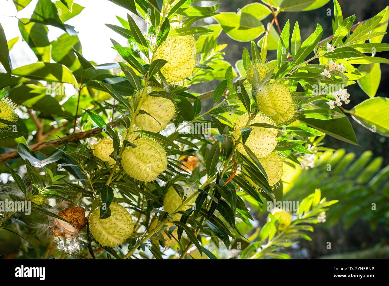 Gomphocarpus physocarpus, commonly known as hairy balls, balloonplant ...
