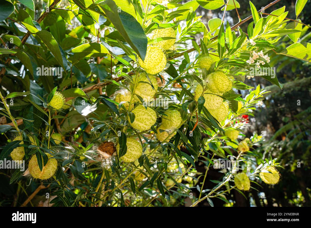 Gomphocarpus physocarpus, commonly known as hairy balls, balloonplant ...