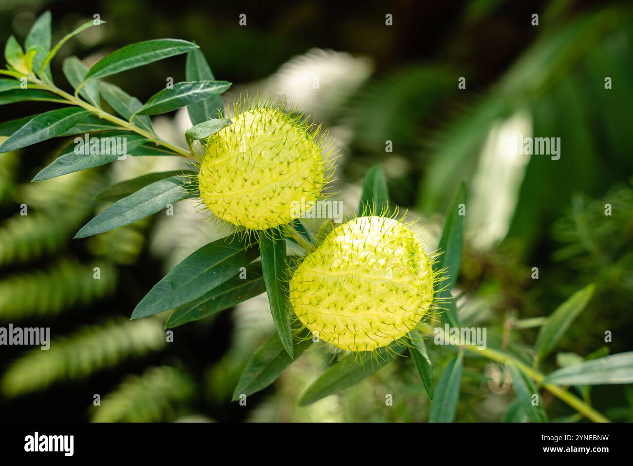 Gomphocarpus physocarpus, commonly known as hairy balls, balloonplant ...