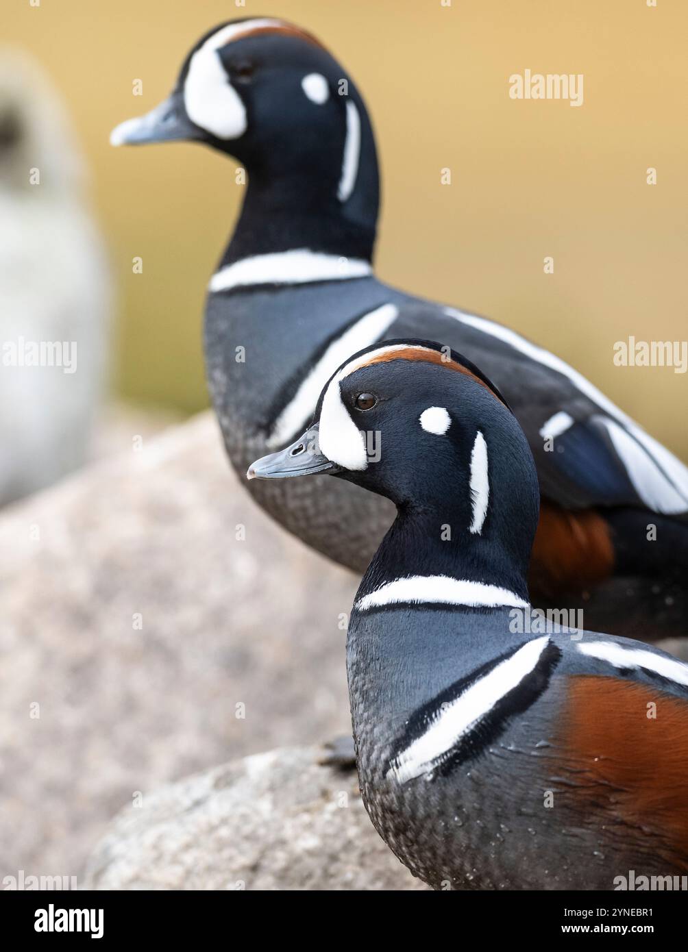 Harlequin duck, alaska hi-res stock photography and images - Alamy