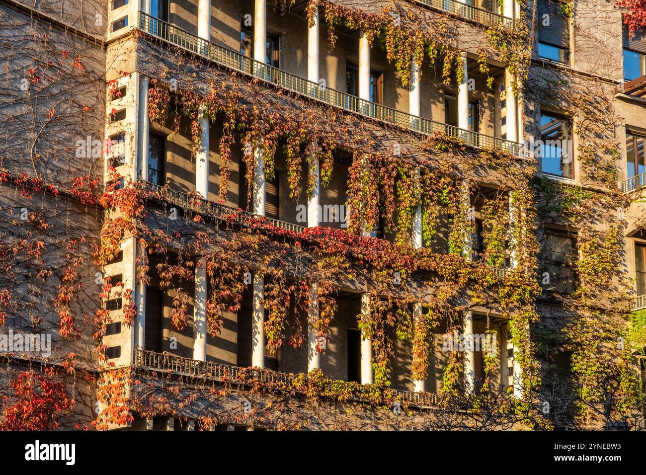 Building facade covered in vibrant climbing plants with red and green ...