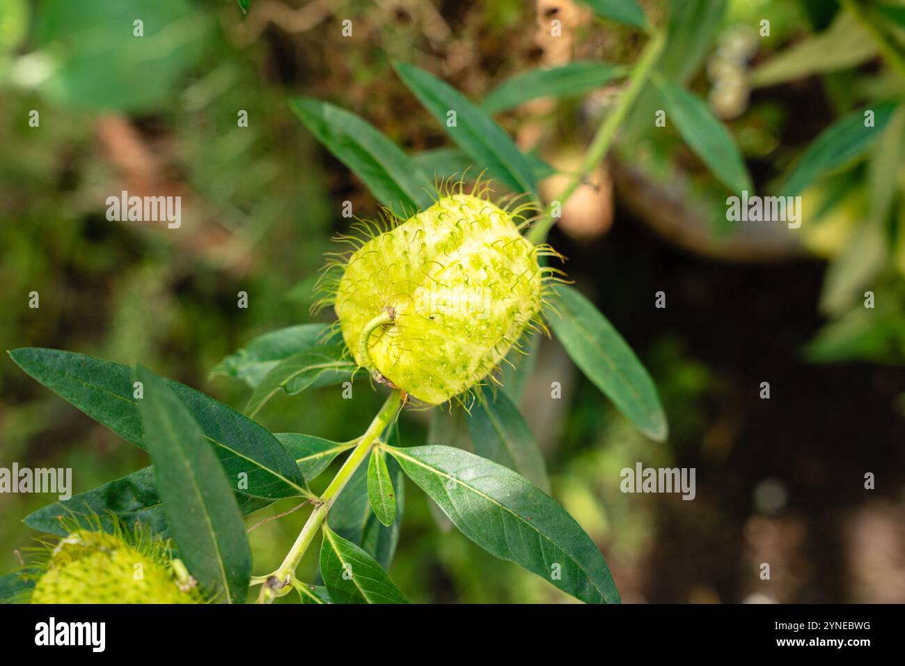 Gomphocarpus physocarpus, commonly known as hairy balls, balloonplant ...