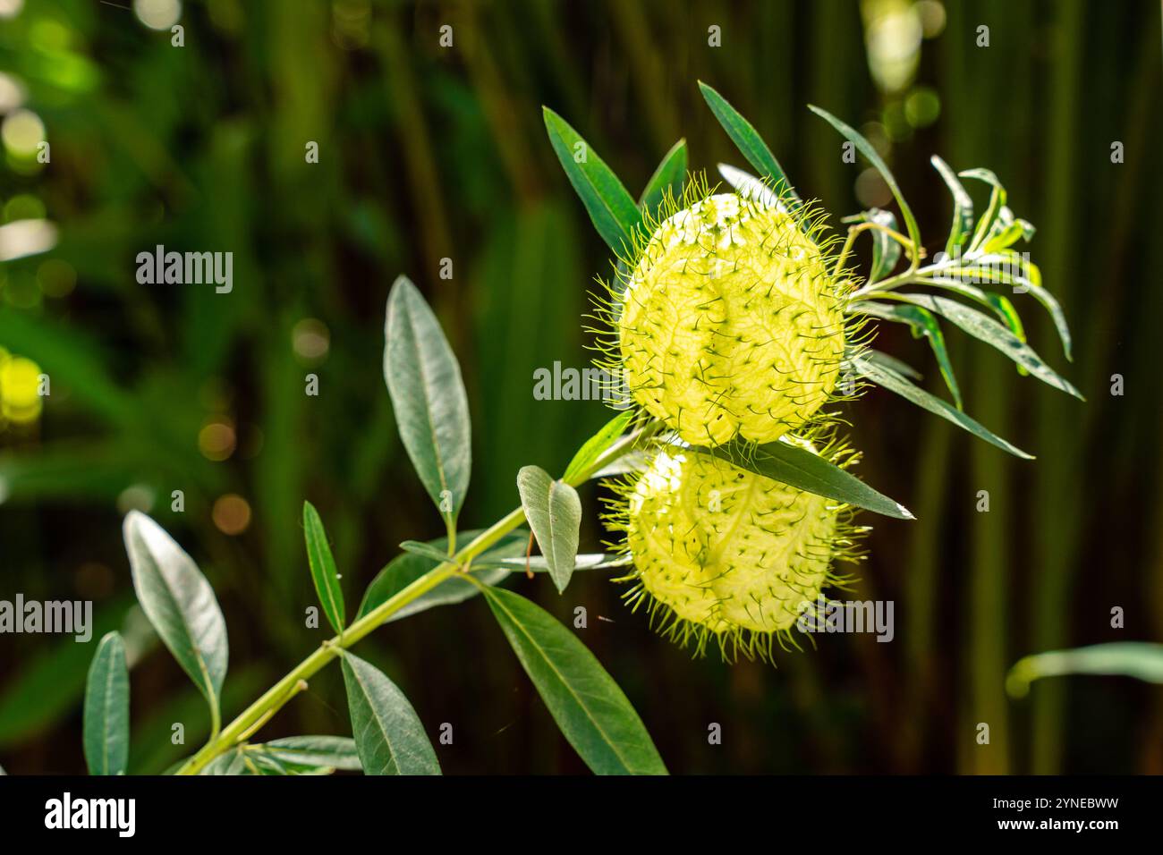 Gomphocarpus physocarpus, commonly known as hairy balls, balloonplant ...