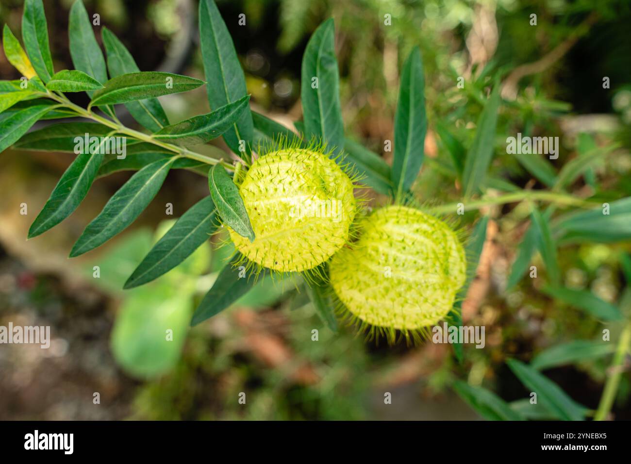 Gomphocarpus physocarpus, commonly known as hairy balls, balloonplant ...