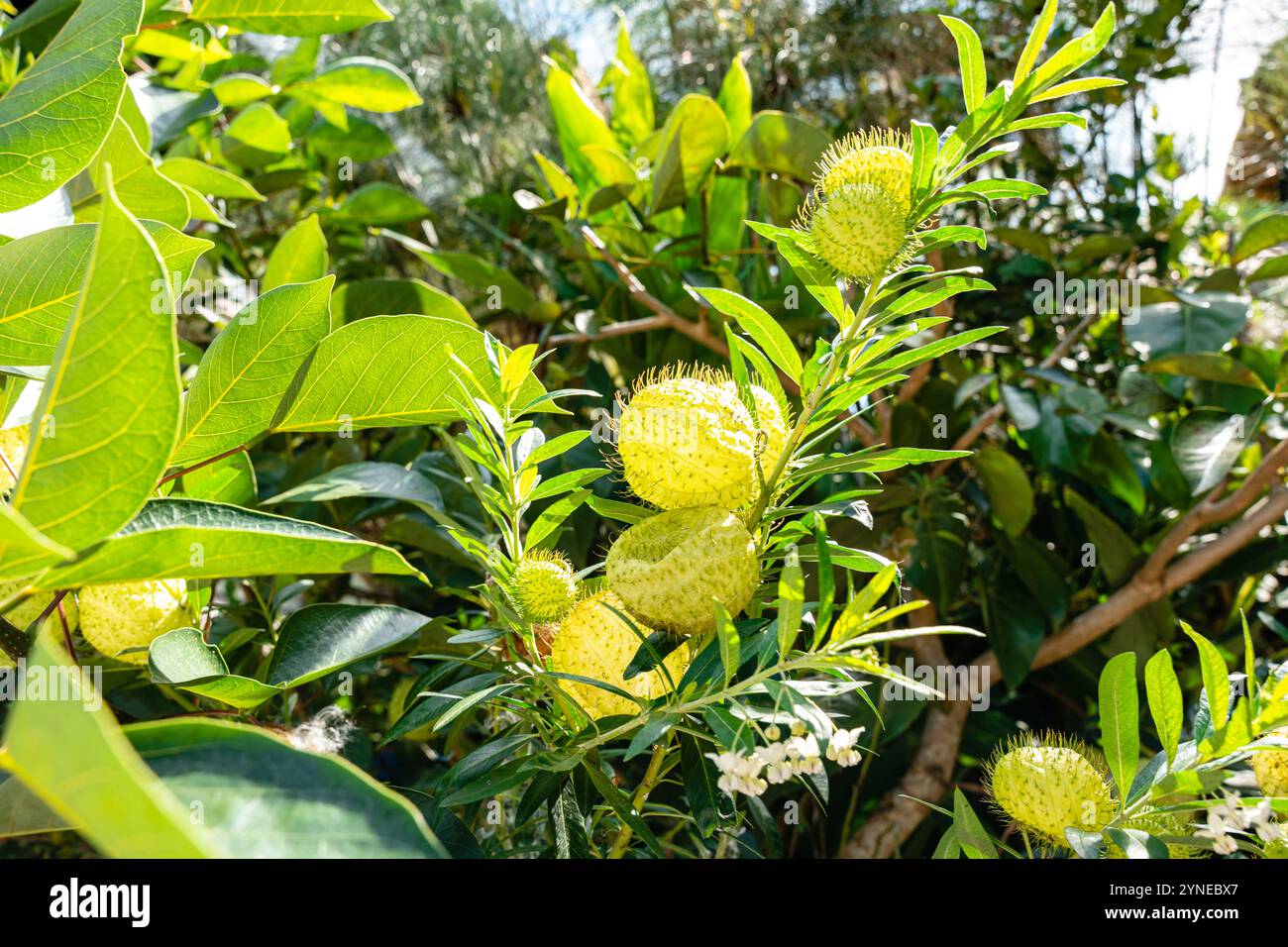 Gomphocarpus physocarpus, commonly known as hairy balls, balloonplant ...