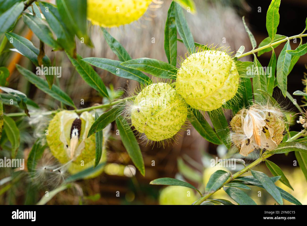 Gomphocarpus physocarpus, commonly known as hairy balls, balloonplant ...