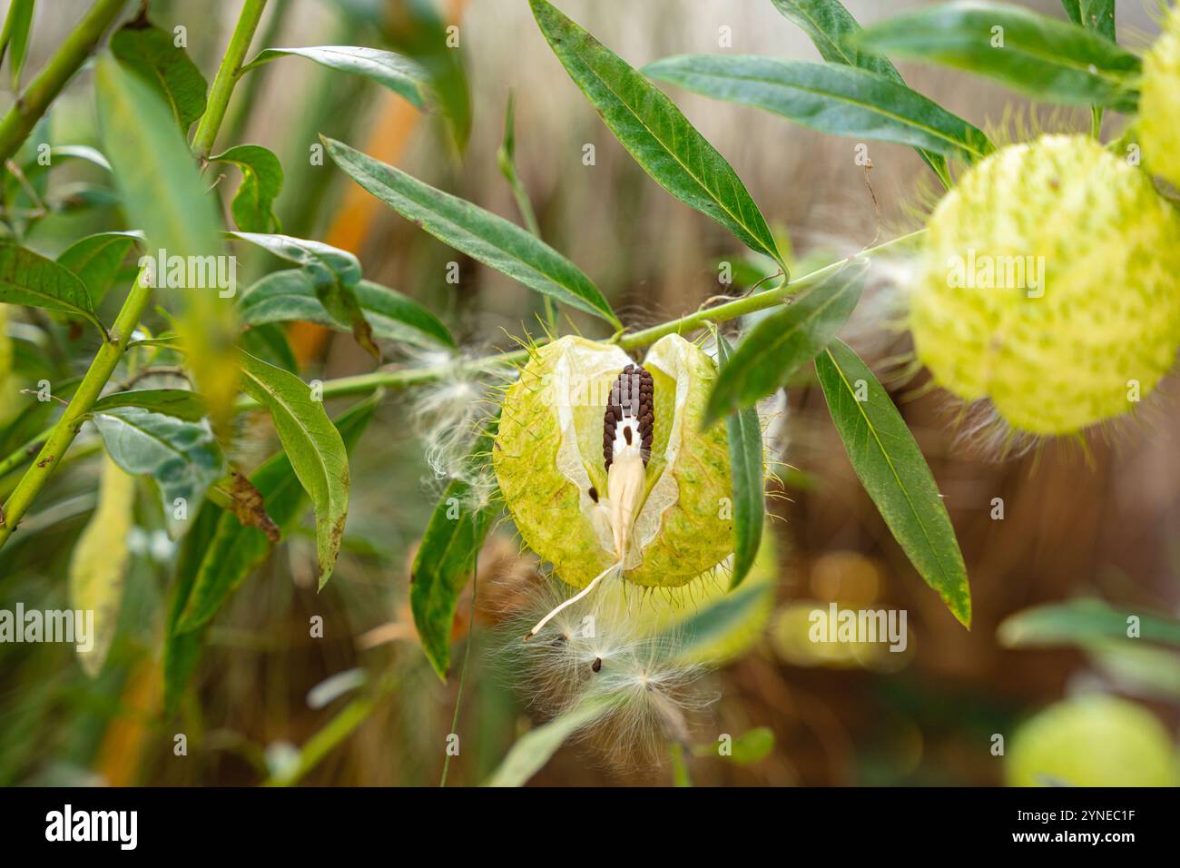 Gomphocarpus physocarpus, commonly known as hairy balls, balloonplant ...