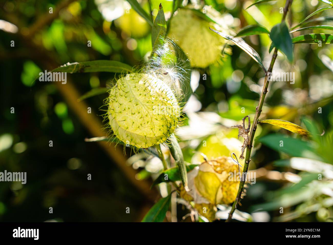 Gomphocarpus physocarpus, commonly known as hairy balls, balloonplant ...