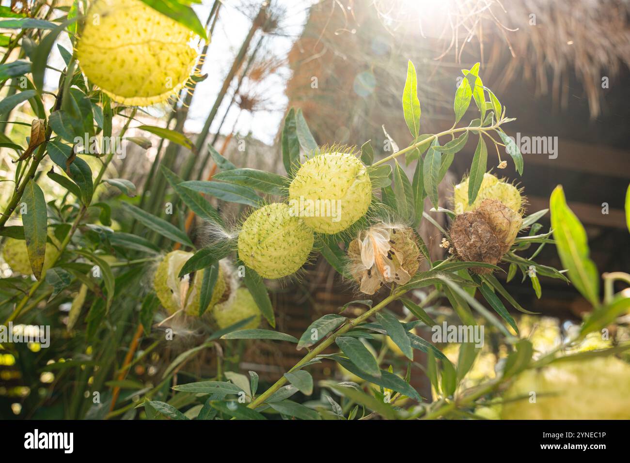 Gomphocarpus physocarpus, commonly known as hairy balls, balloonplant ...