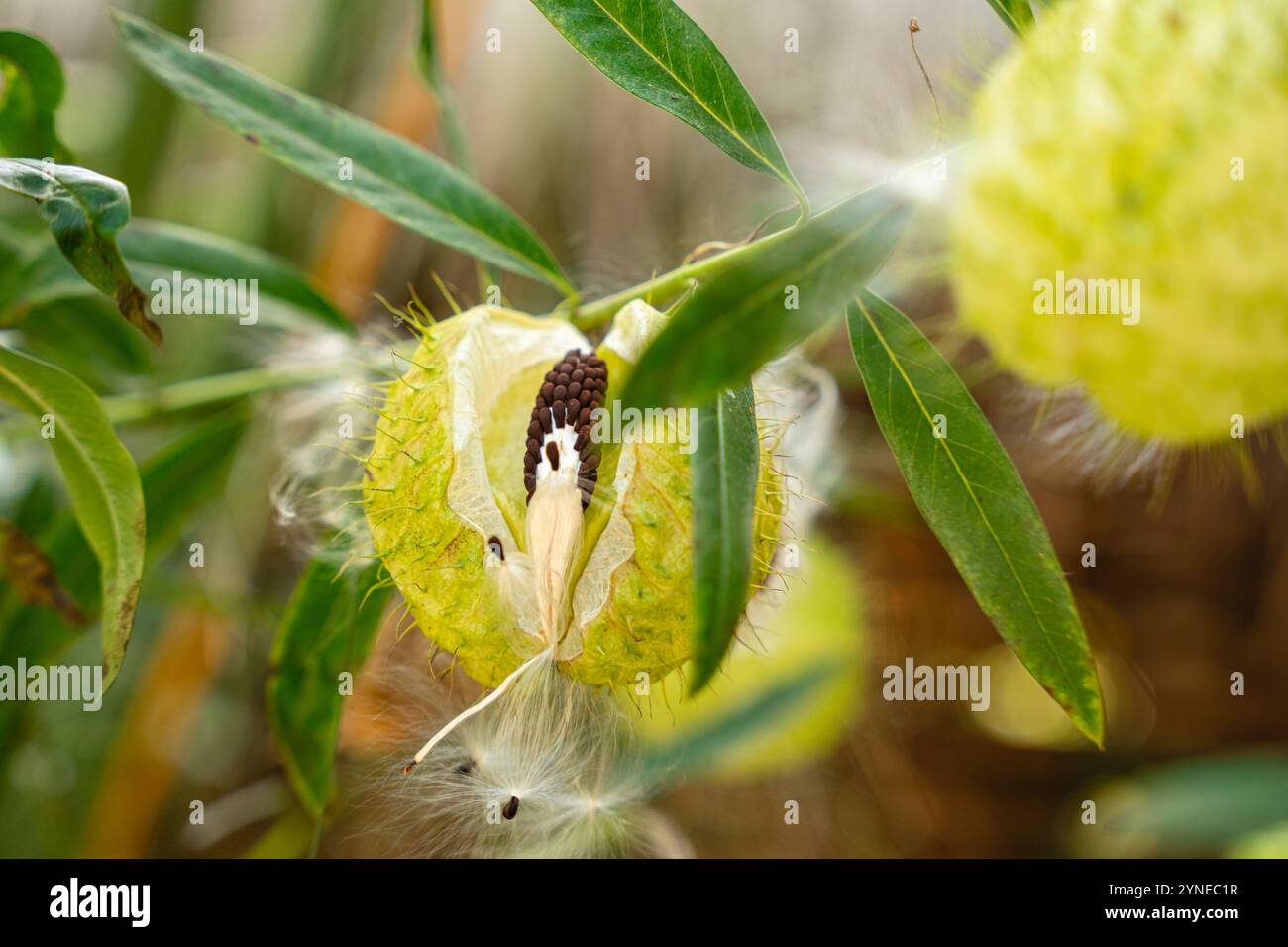Gomphocarpus physocarpus, commonly known as hairy balls, balloonplant ...