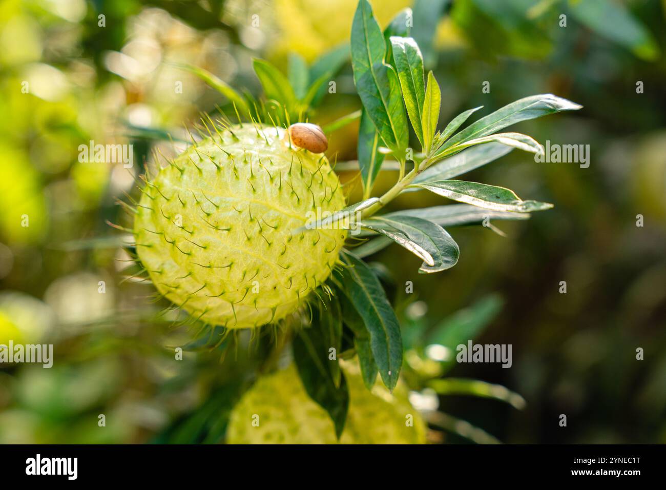 Gomphocarpus physocarpus, commonly known as hairy balls, balloonplant ...