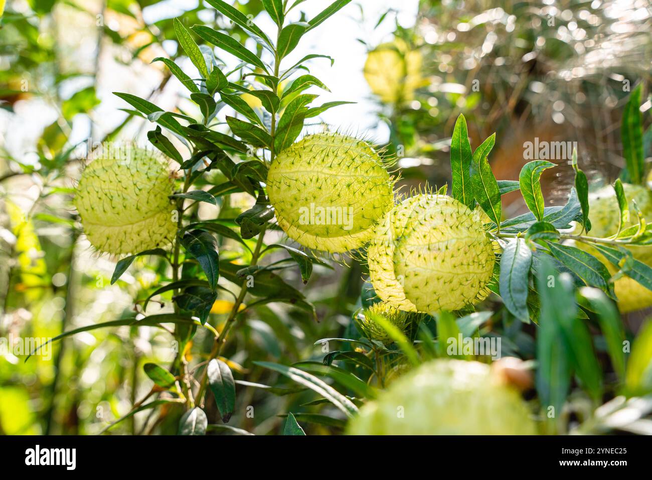 Gomphocarpus physocarpus, commonly known as hairy balls, balloonplant ...