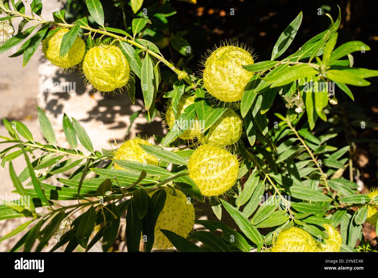 Gomphocarpus physocarpus, commonly known as hairy balls, balloonplant ...