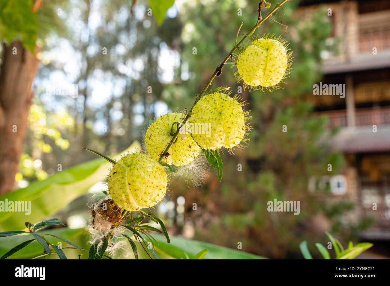Gomphocarpus physocarpus, commonly known as hairy balls, balloonplant ...