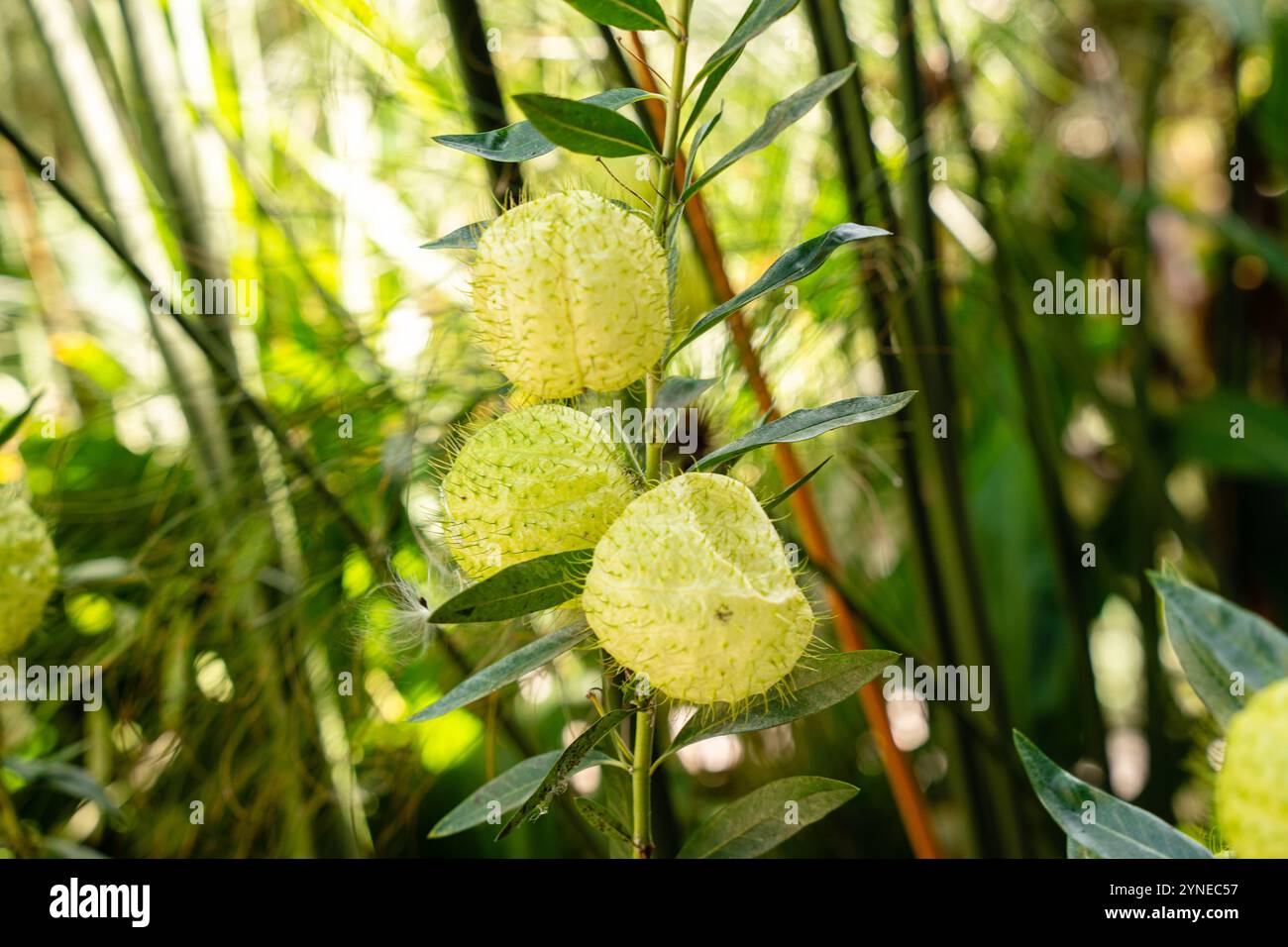 Gomphocarpus physocarpus, commonly known as hairy balls, balloonplant ...