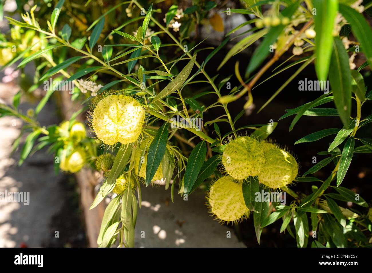 Gomphocarpus physocarpus, commonly known as hairy balls, balloonplant ...