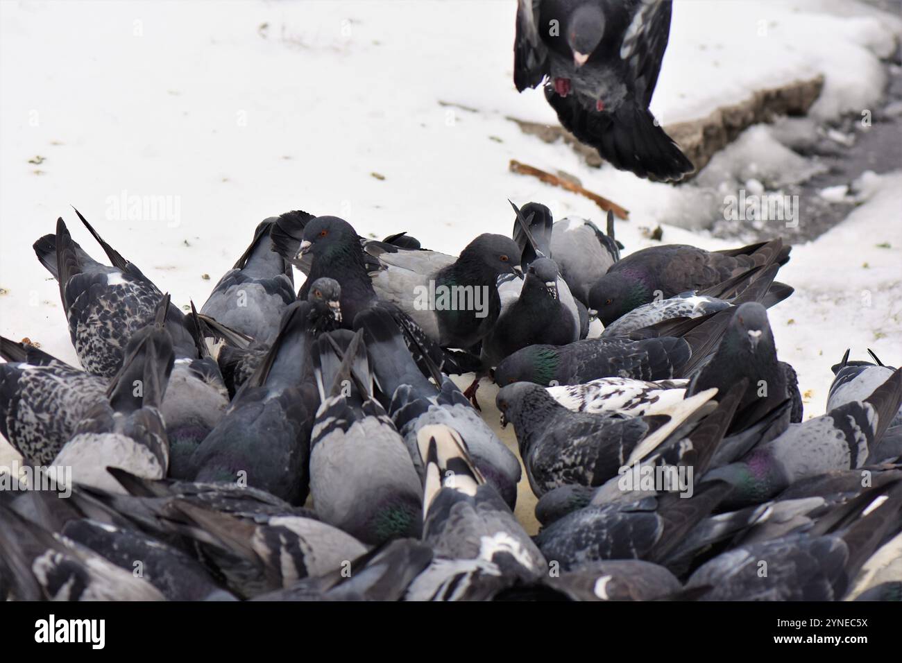 Flock birds pigeons in winter hi-res stock photography and images - Alamy
