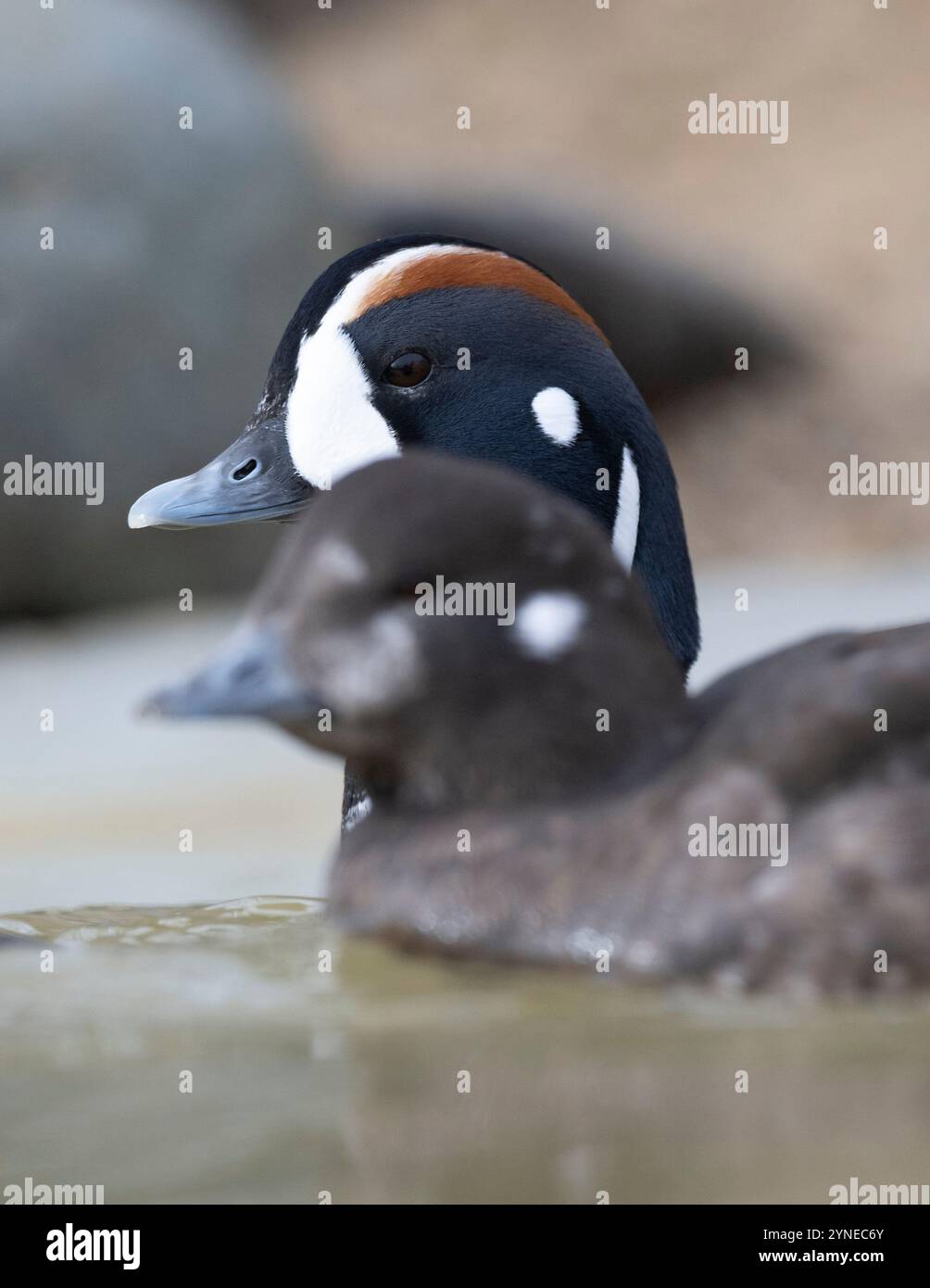 Harlequin duck, alaska hi-res stock photography and images - Alamy
