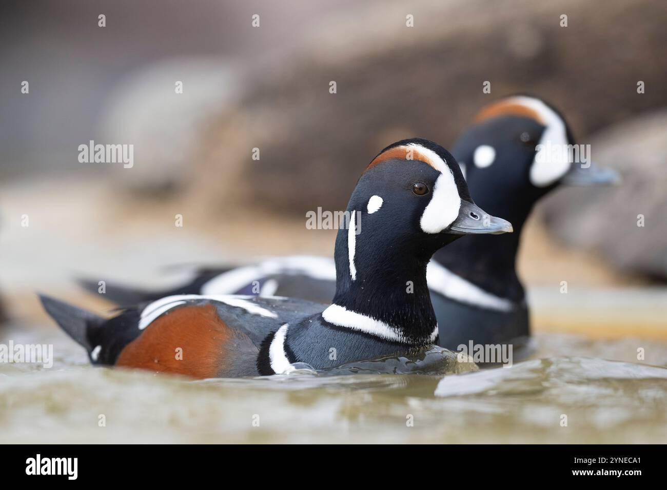 Harlequin duck, alaska hi-res stock photography and images - Alamy