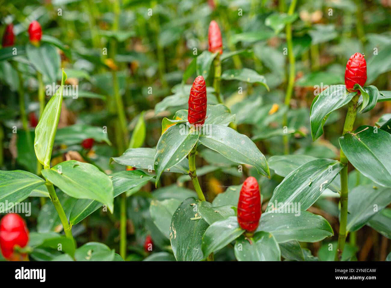 Costus spicatus, also known as spiked spiralflag ginger or Indian head ...