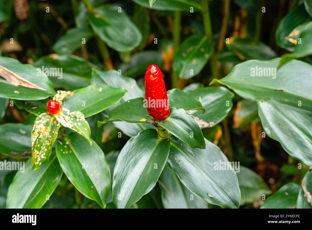 Costus spicatus, also known as spiked spiralflag ginger or Indian head ...