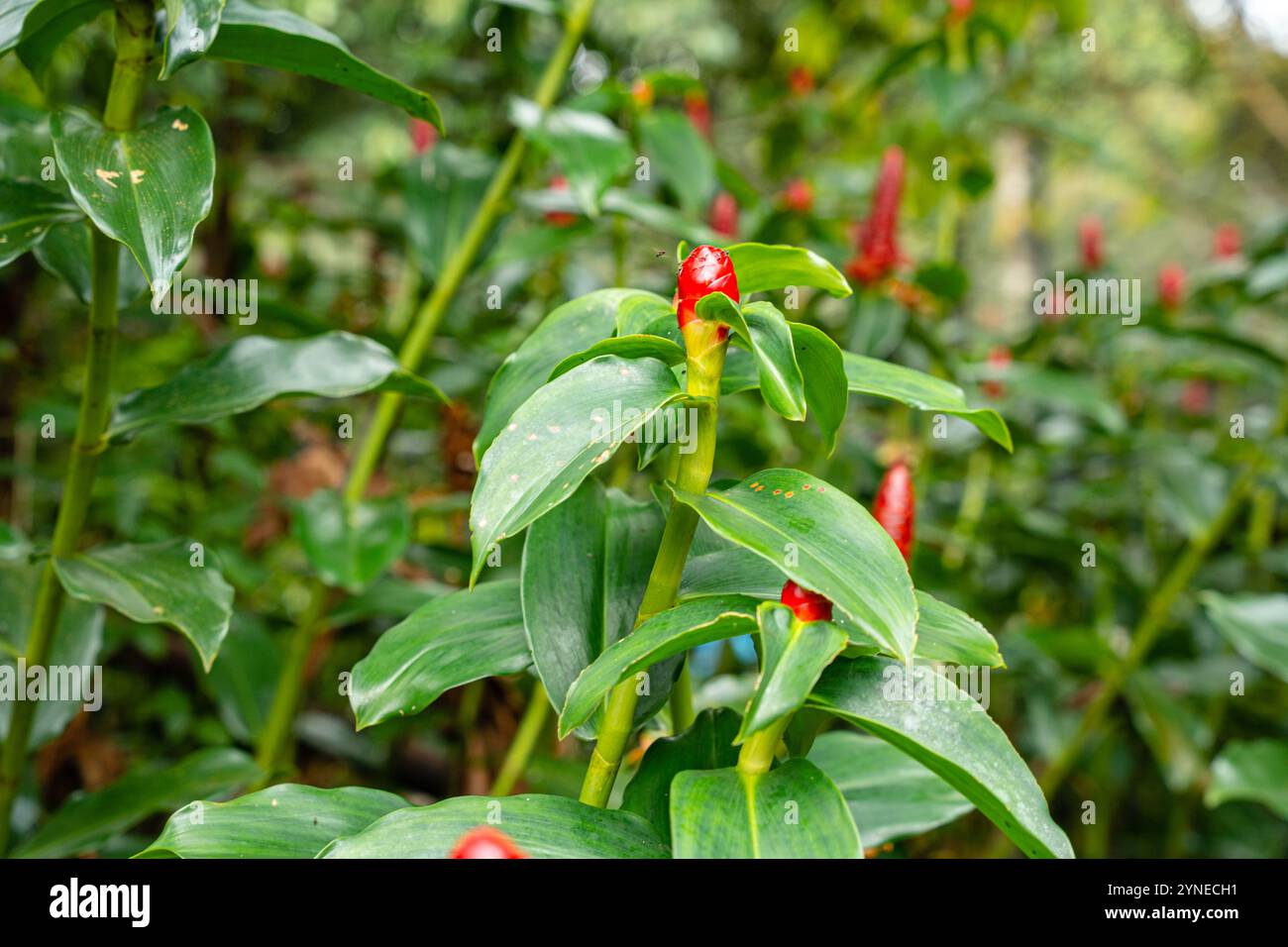 Costus spicatus, also known as spiked spiralflag ginger or Indian head ...
