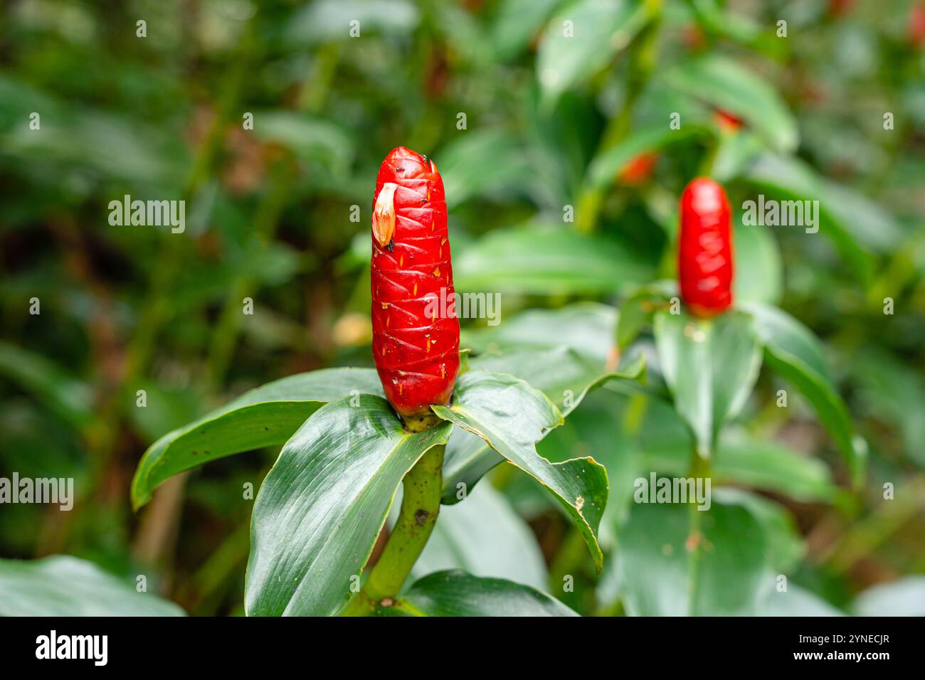 Costus spicatus, also known as spiked spiralflag ginger or Indian head ...