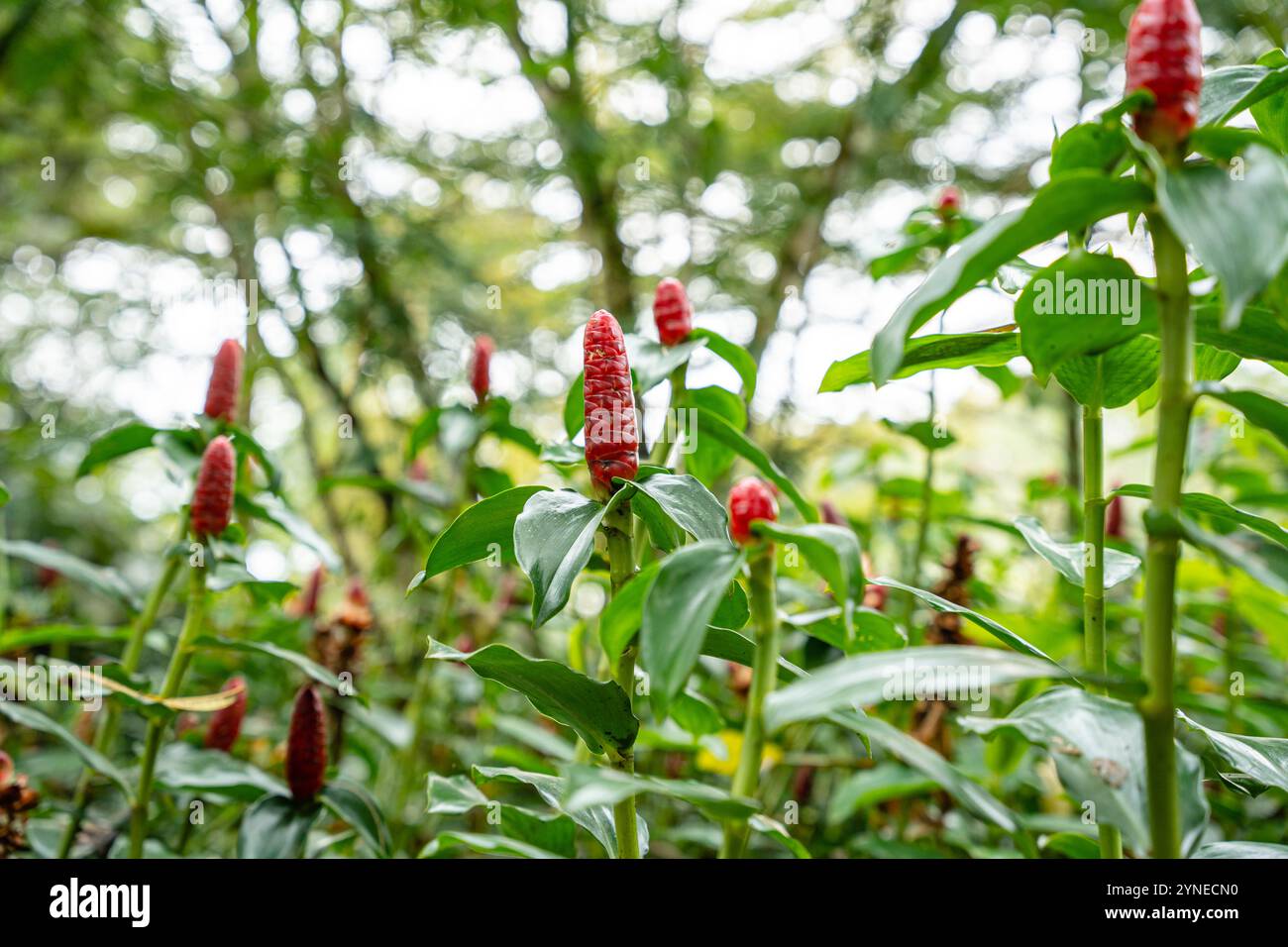 Costus spicatus, also known as spiked spiralflag ginger or Indian head ...