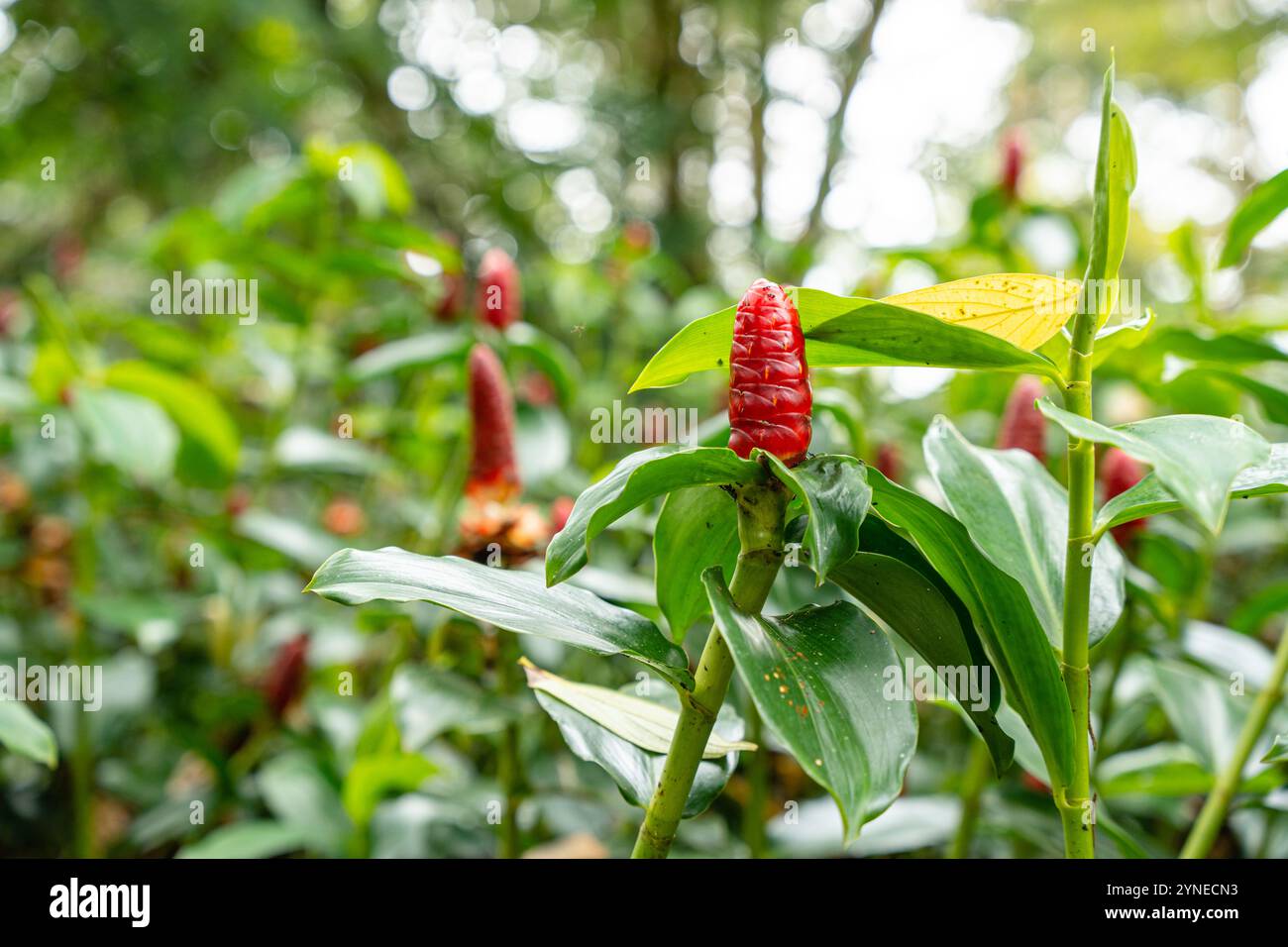 Costus spicatus, also known as spiked spiralflag ginger or Indian head ...