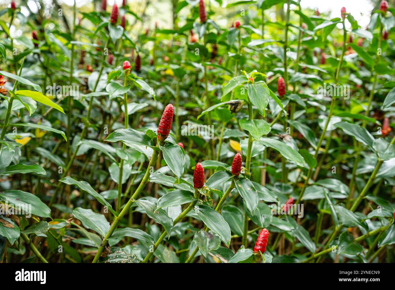 Costus spicatus, also known as spiked spiralflag ginger or Indian head ...