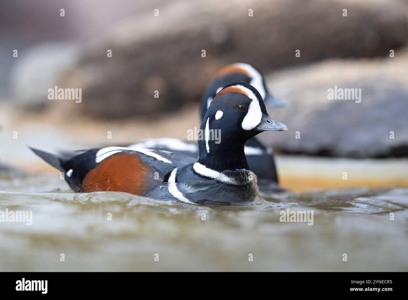 Harlequin duck, alaska hi-res stock photography and images - Alamy