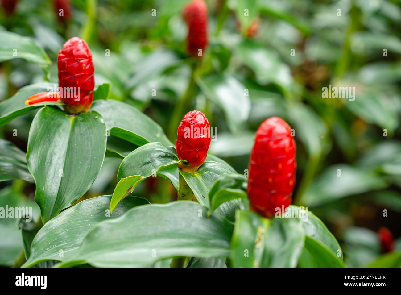 Costus spicatus, also known as spiked spiralflag ginger or Indian head ...