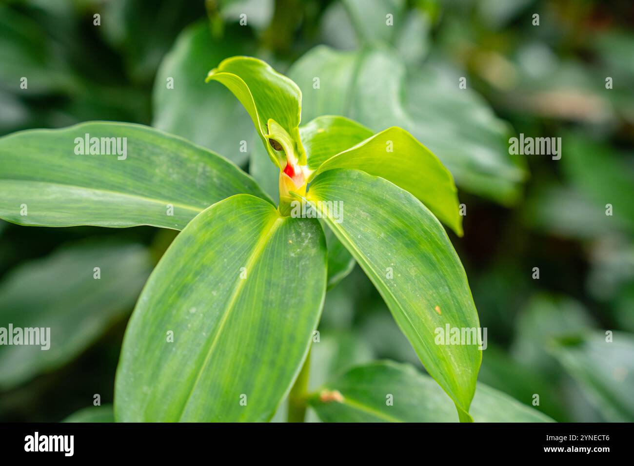 Spiked spiral flags hi-res stock photography and images - Alamy