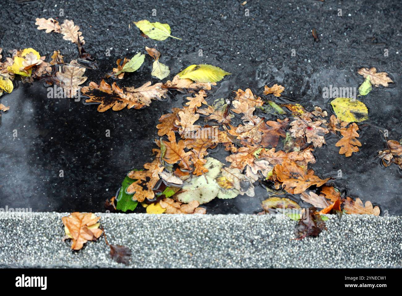 Herbstlaub bei Regen in der Gosse Nasses Laub im Herbst liegt in einem ...