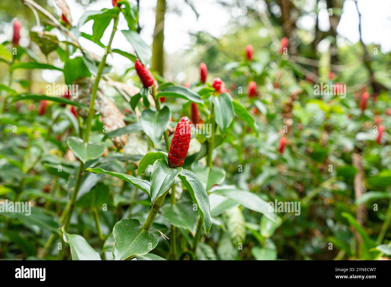Costus spicatus, also known as spiked spiralflag ginger or Indian head ...