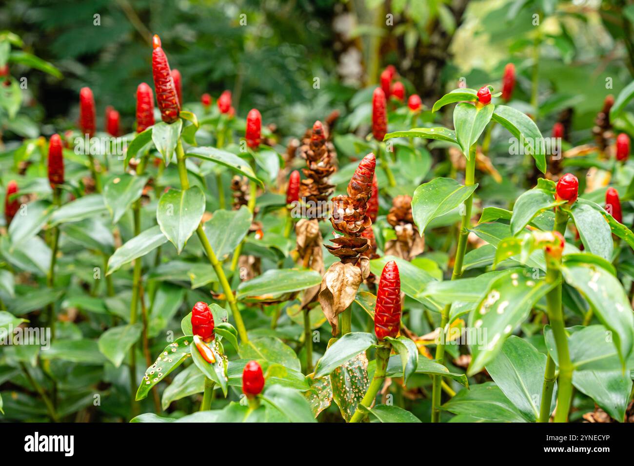 Costus spicatus, also known as spiked spiralflag ginger or Indian head ...