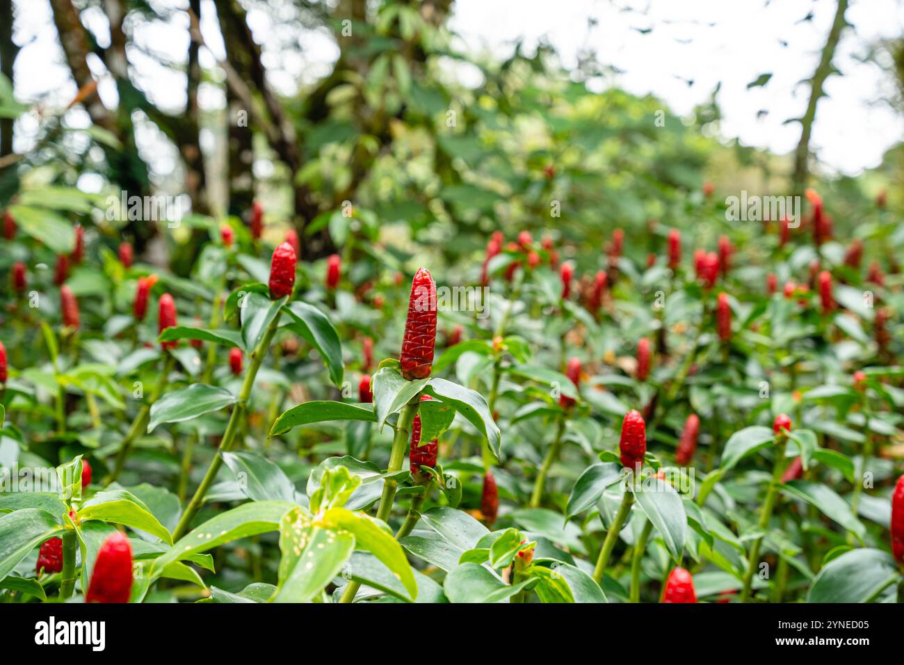 Costus spicatus, also known as spiked spiralflag ginger or Indian head ...