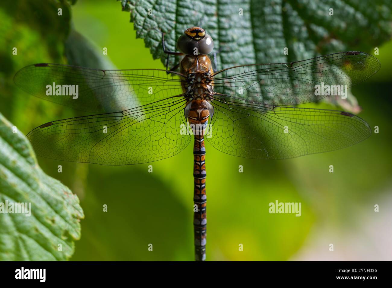 Dragonfly on hazel leaf hi-res stock photography and images - Alamy