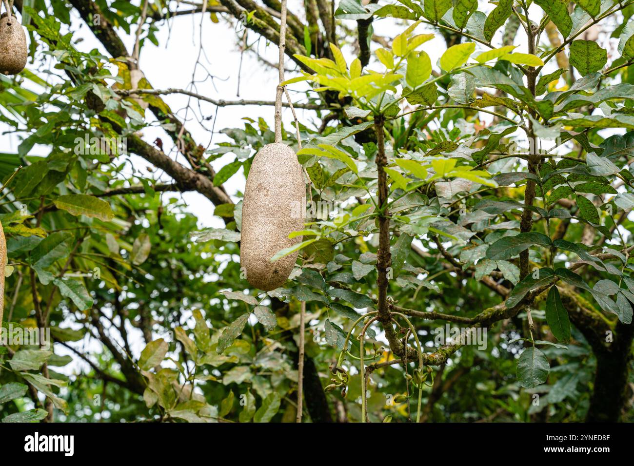 Kigelia is a genus of flowering plants in the family Bignoniaceae. The ...