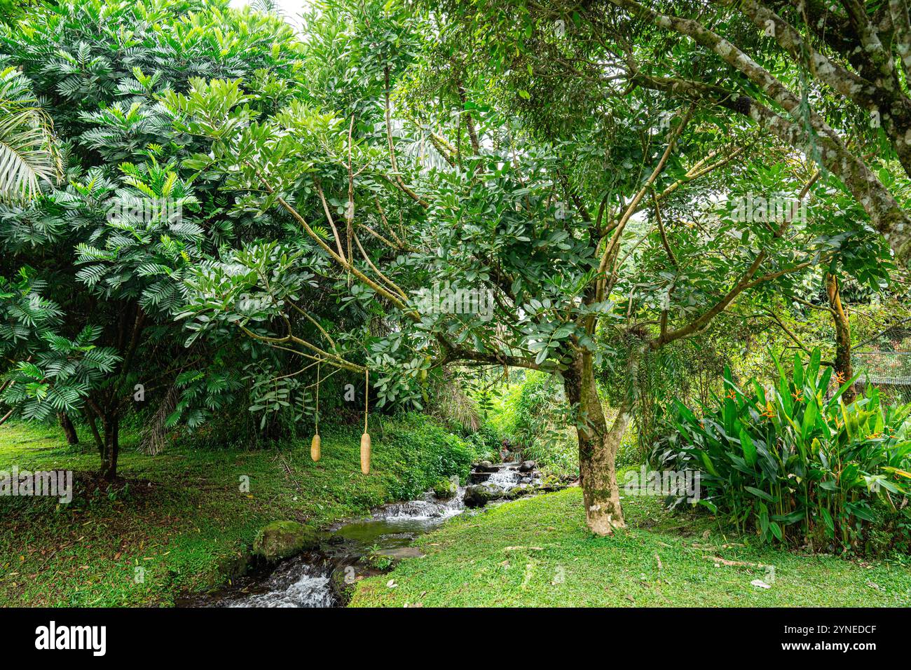 Kigelia is a genus of flowering plants in the family Bignoniaceae. The ...