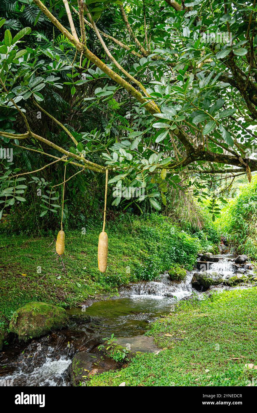 Kigelia is a genus of flowering plants in the family Bignoniaceae. The ...