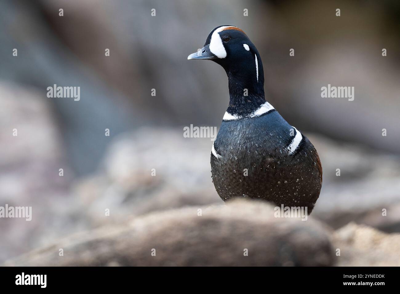Harlequin duck, alaska hi-res stock photography and images - Alamy