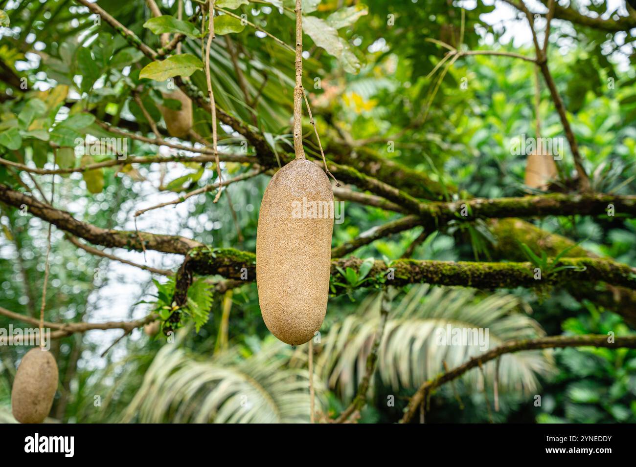 Kigelia is a genus of flowering plants in the family Bignoniaceae. The ...