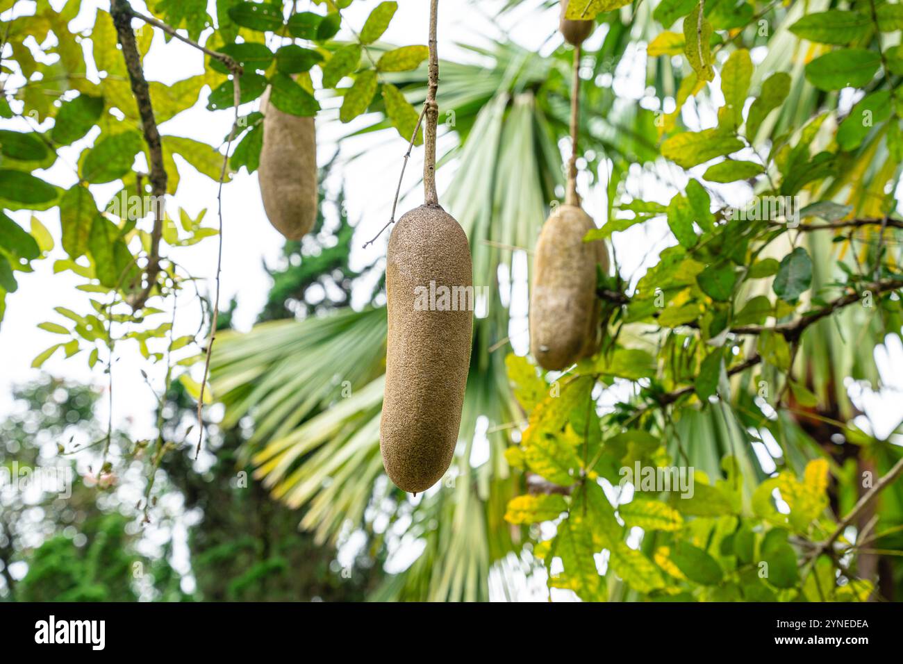 Kigelia is a genus of flowering plants in the family Bignoniaceae. The ...