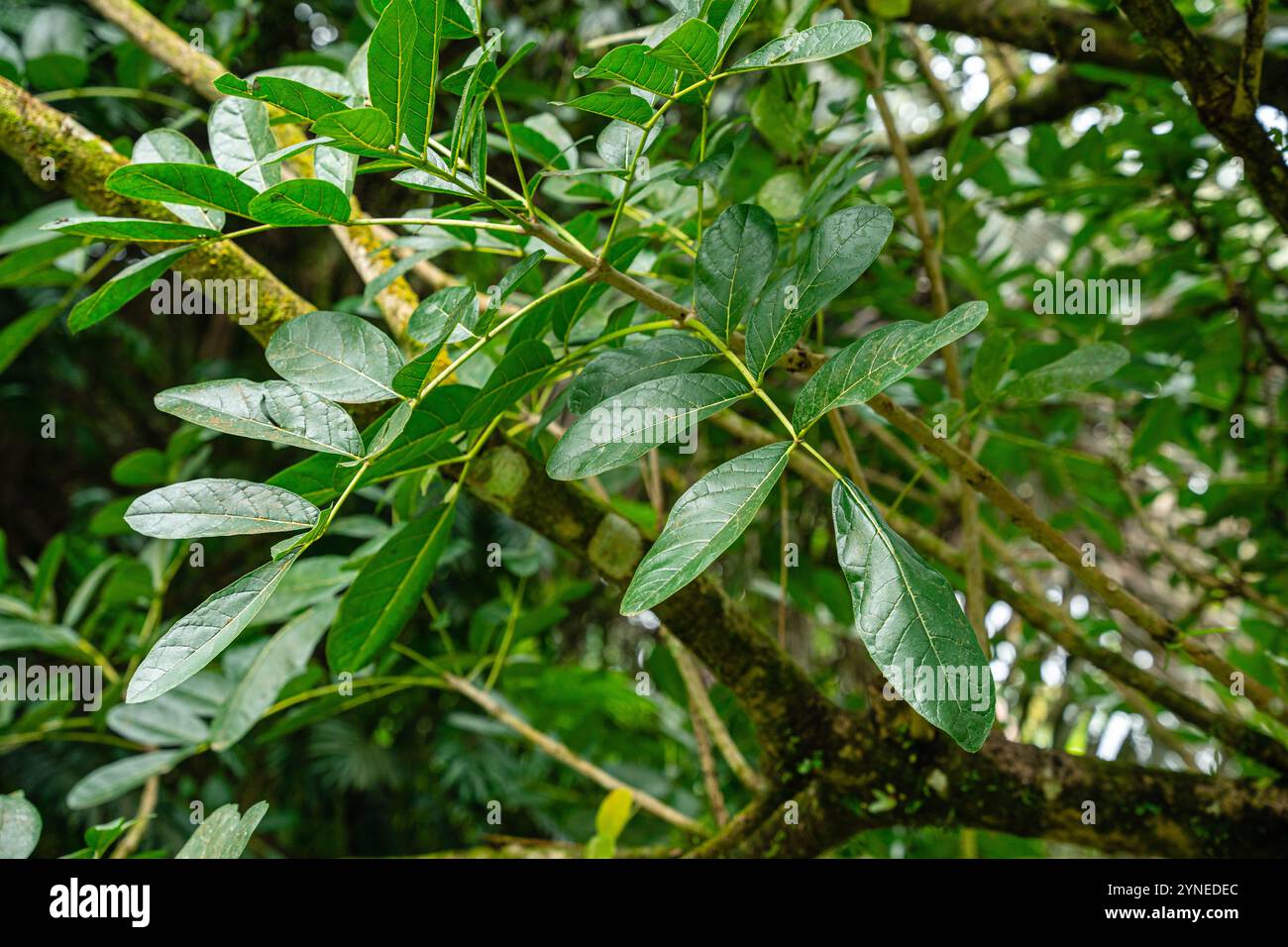 Kigelia is a genus of flowering plants in the family Bignoniaceae. The ...