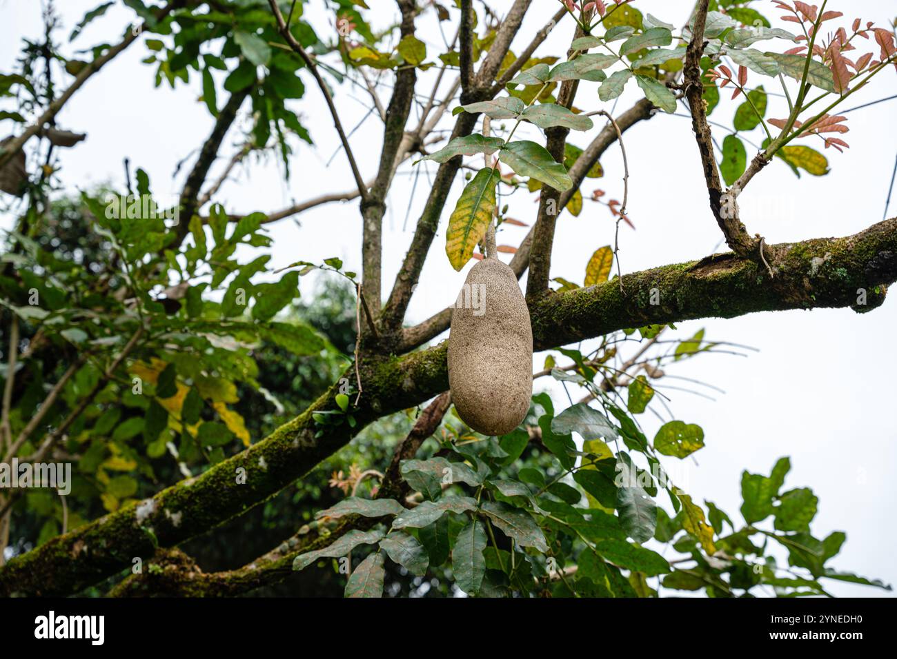 Kigelia is a genus of flowering plants in the family Bignoniaceae. The ...